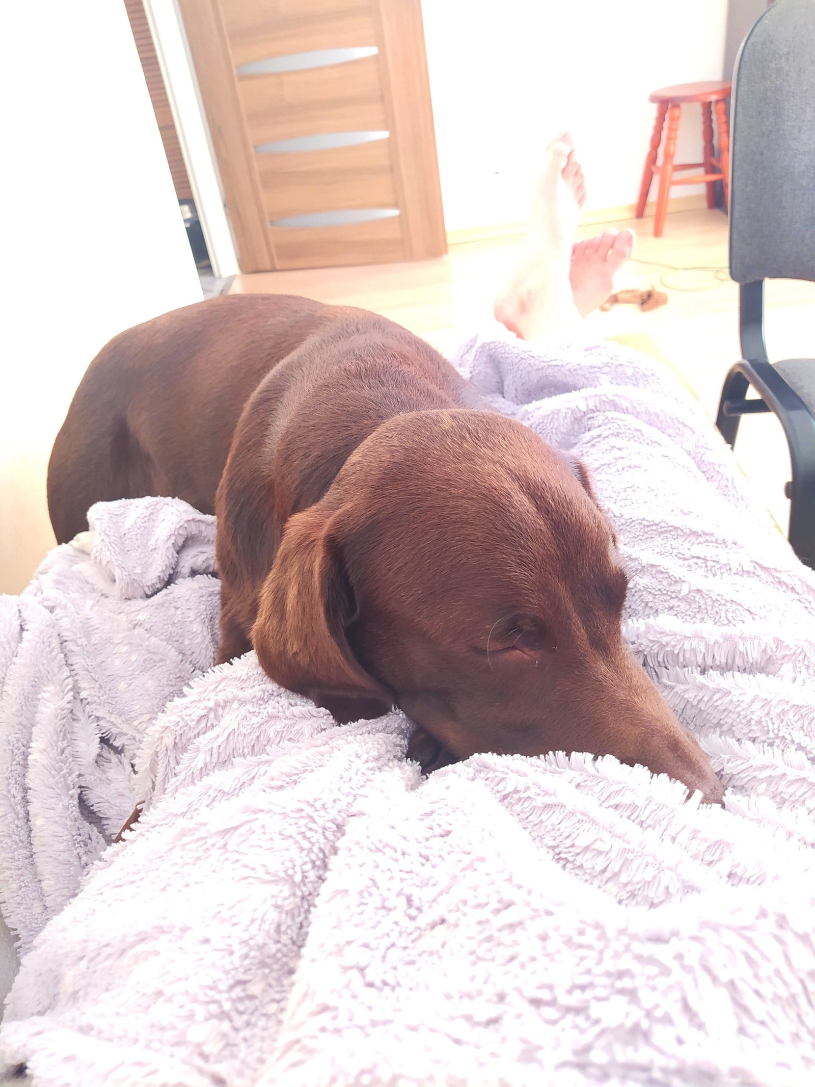 Pies jest smutny - co zrobić? - Czerwony piesek